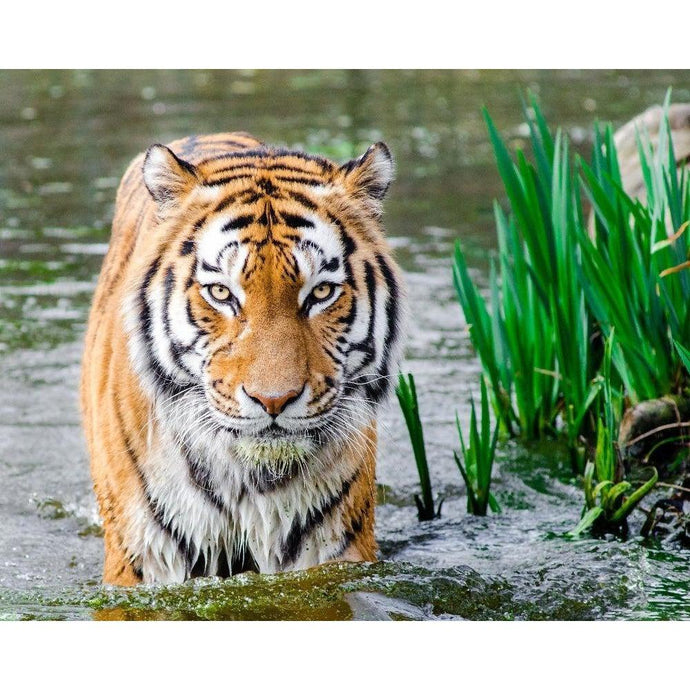 DIY Paint by Number kit for Adults on Canvas-Thirsty Tiger-