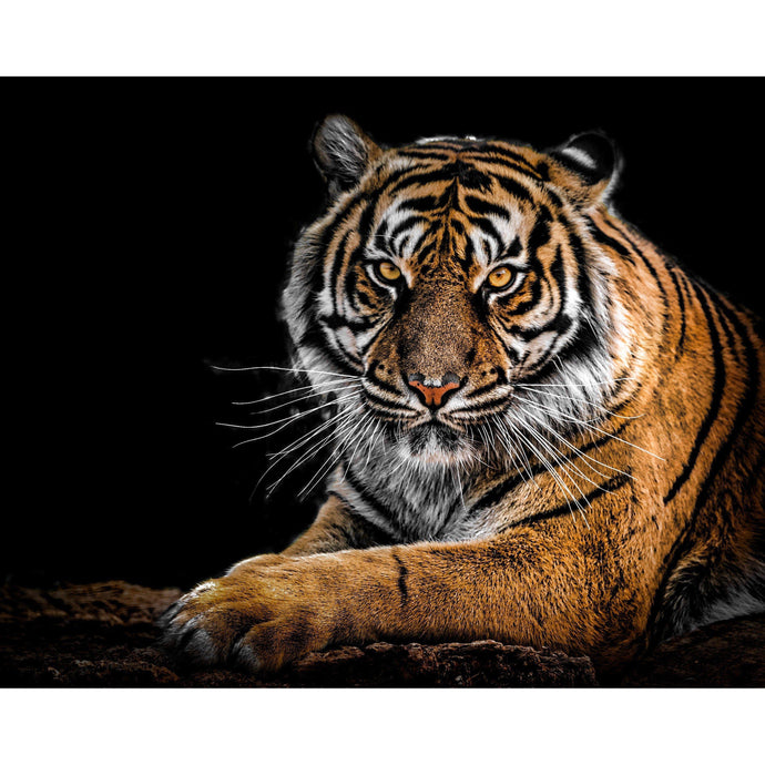 DIY Paint by Number kit for Adults on Canvas-Tiger Stare-Paint By Number